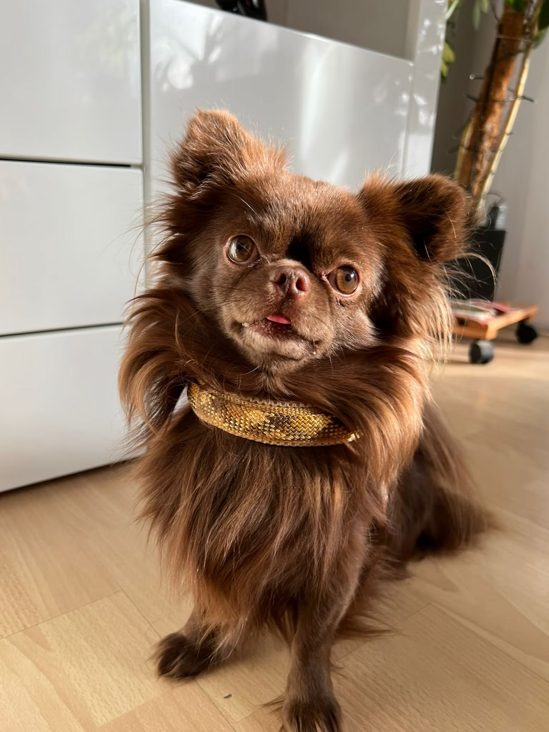 TAU Chow-Chow Geschirr braun – Myle-Store